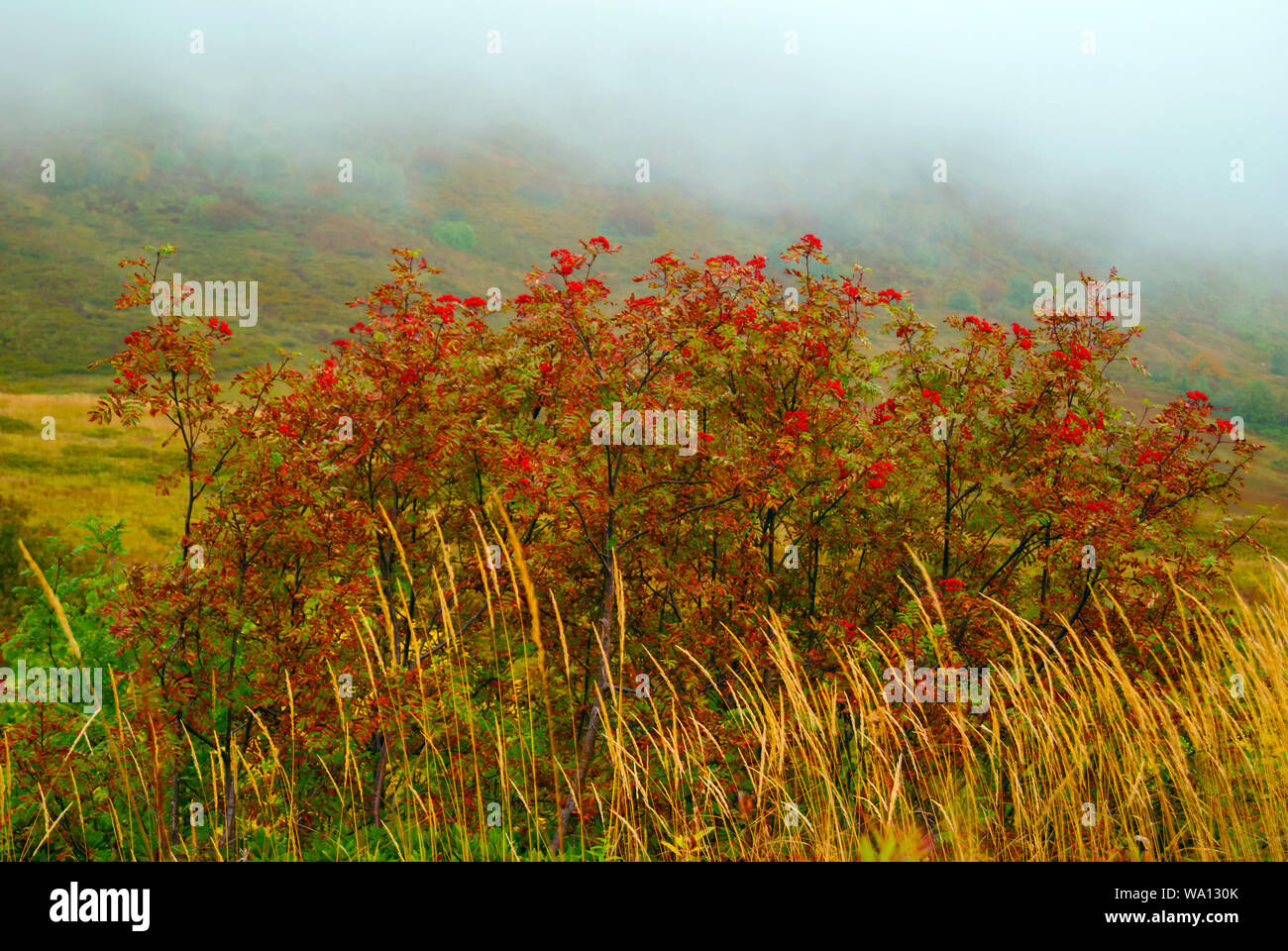 autumn mountain pass with low clouds and bright colors of autumn ...
