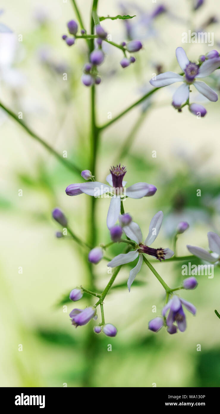 Neem Tree Flower
