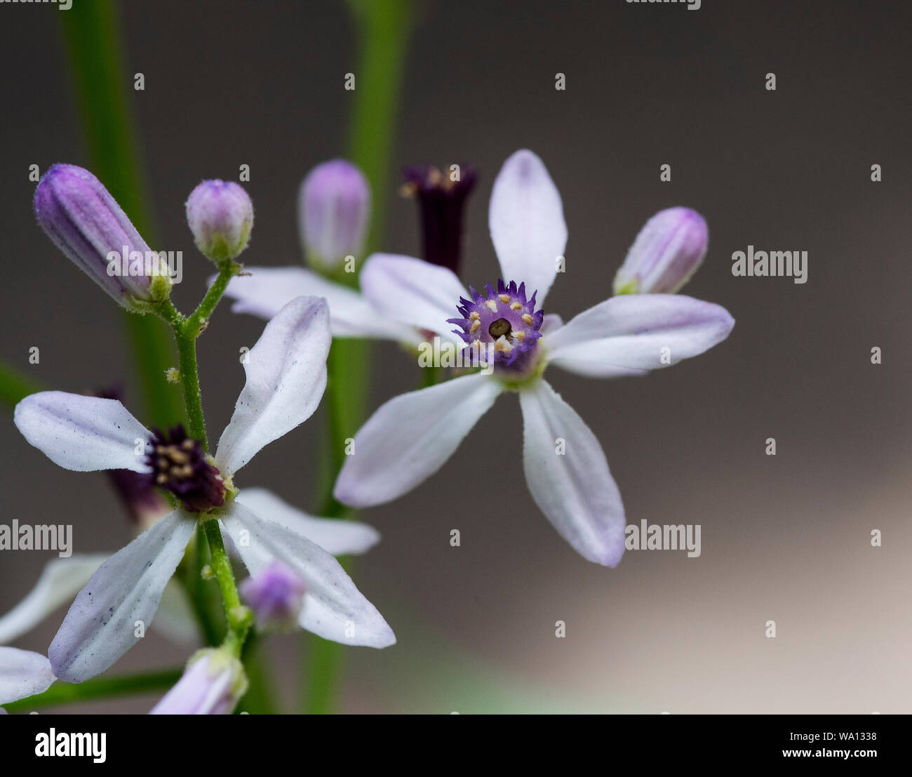 Neem flower hi-res stock photography and images - Alamy