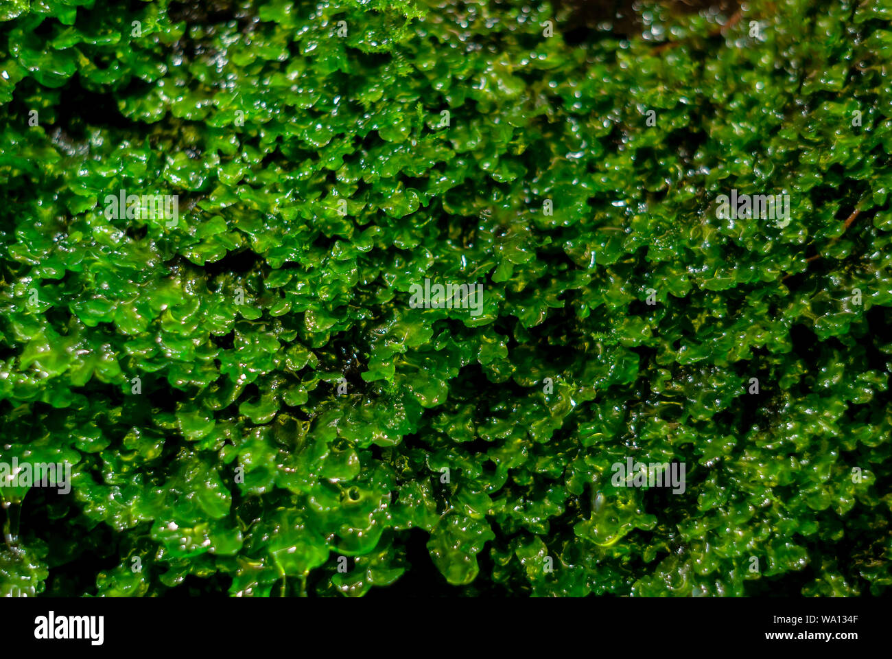 background - juicy green wet moss under a waterfall Stock Photo - Alamy