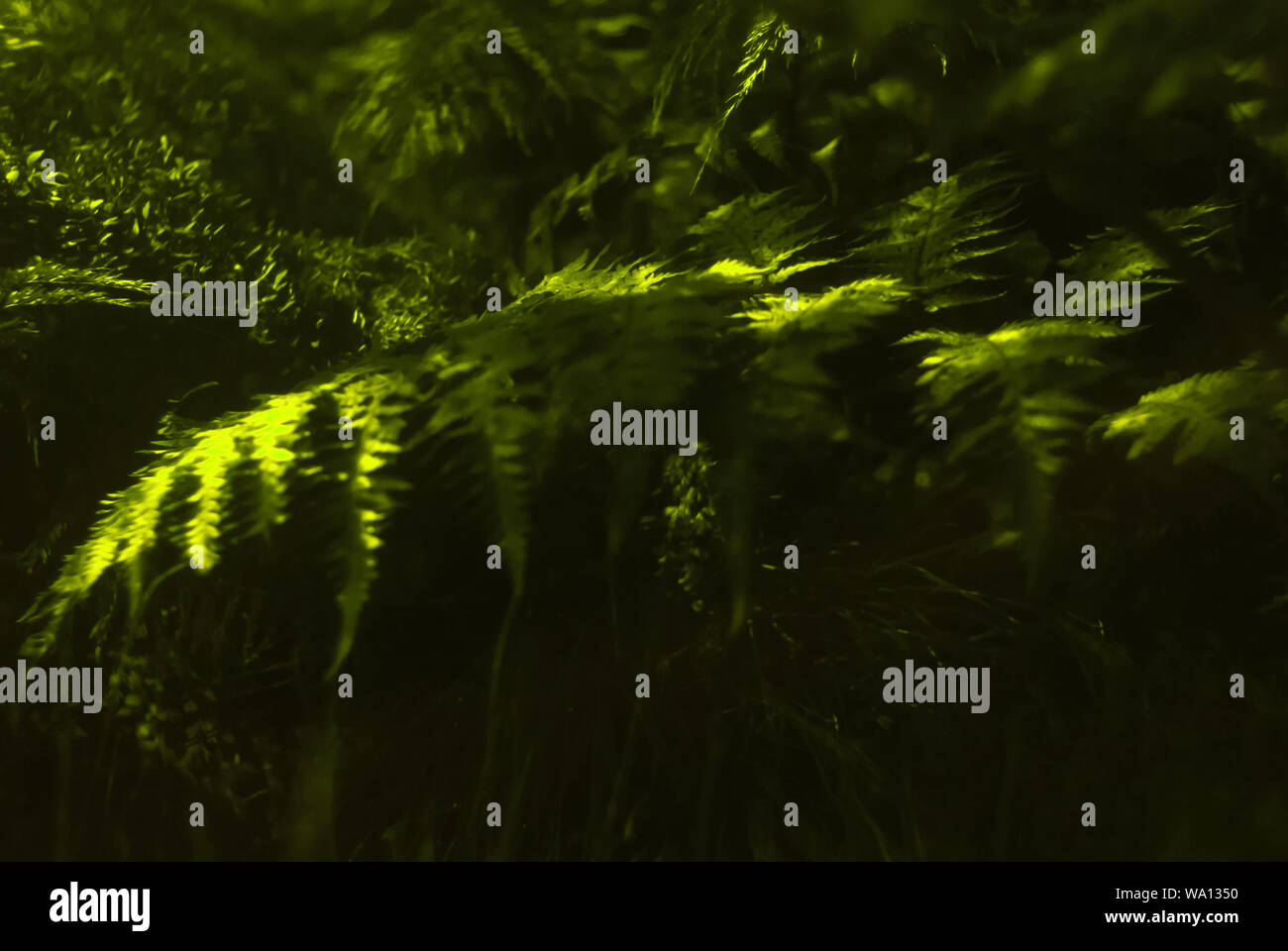 blurred floral background - sun flare on the leaves of a fern in the ...