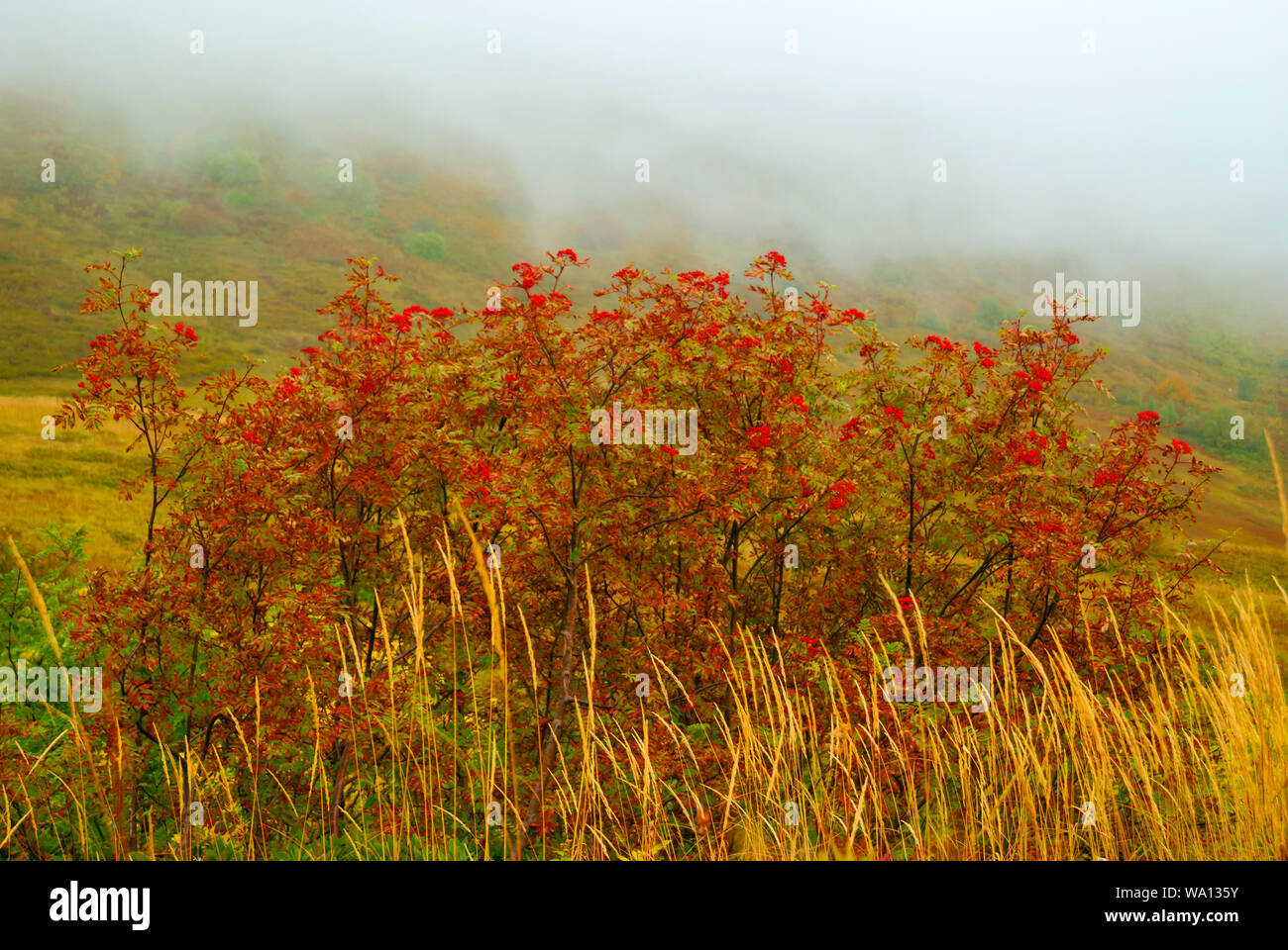 autumn mountain pass with low clouds and bright colors of autumn ...