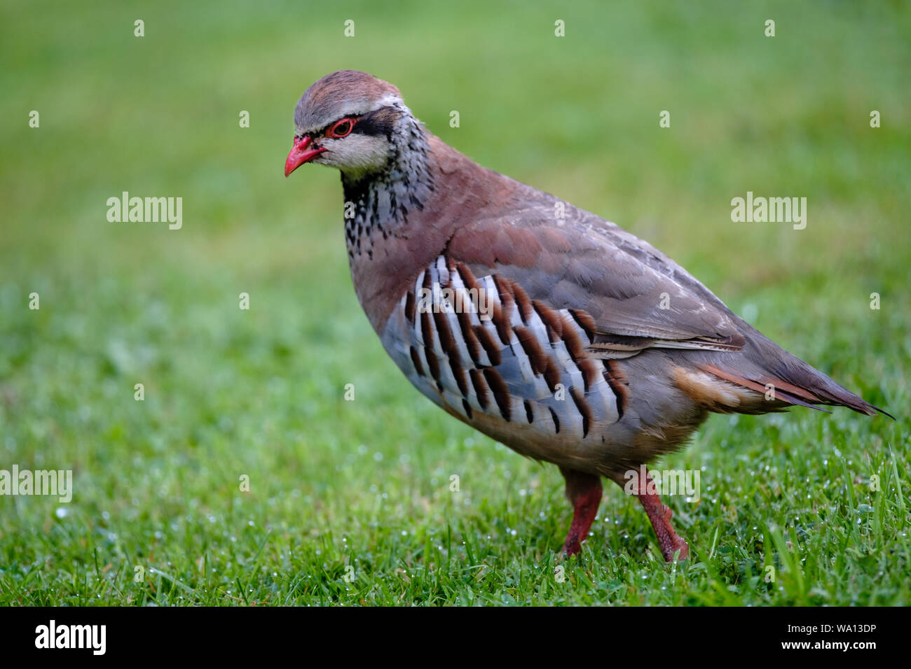 French red legged partridge alectoris hi-res stock photography and ...