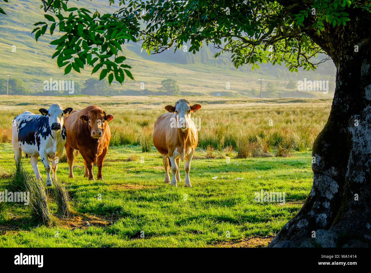 Three different colour cows hi-res stock photography and images - Alamy