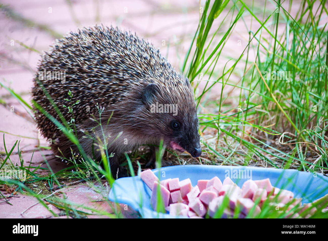 Blue Dyed Hedgehog