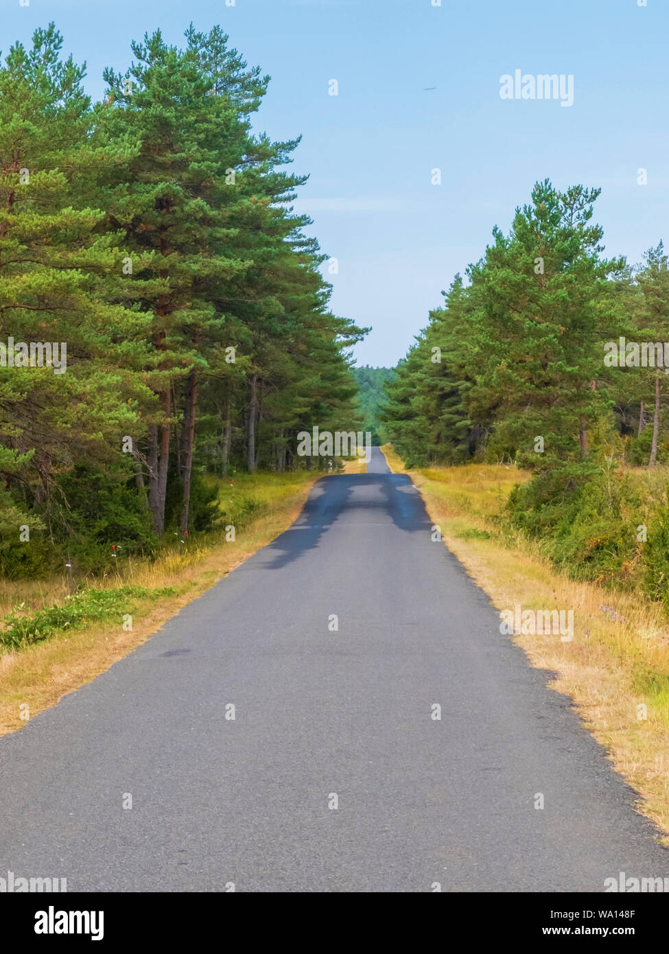 Idyllic road leading through forest hi-res stock photography and images ...