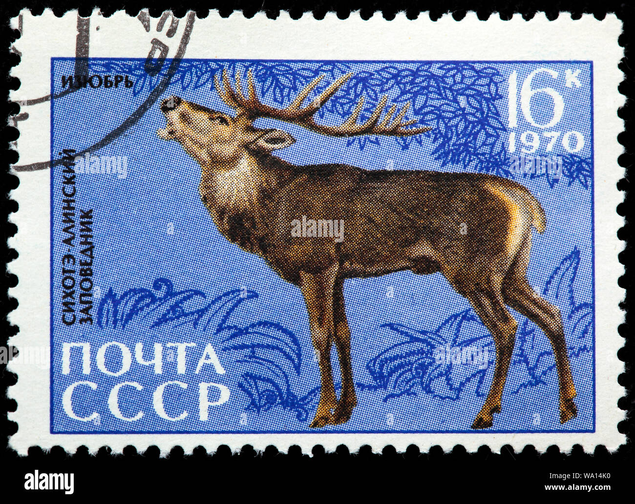 Red Deer, Cervus elaphus, Fauna of Sikhote-Alin Nature Reserve, postage ...