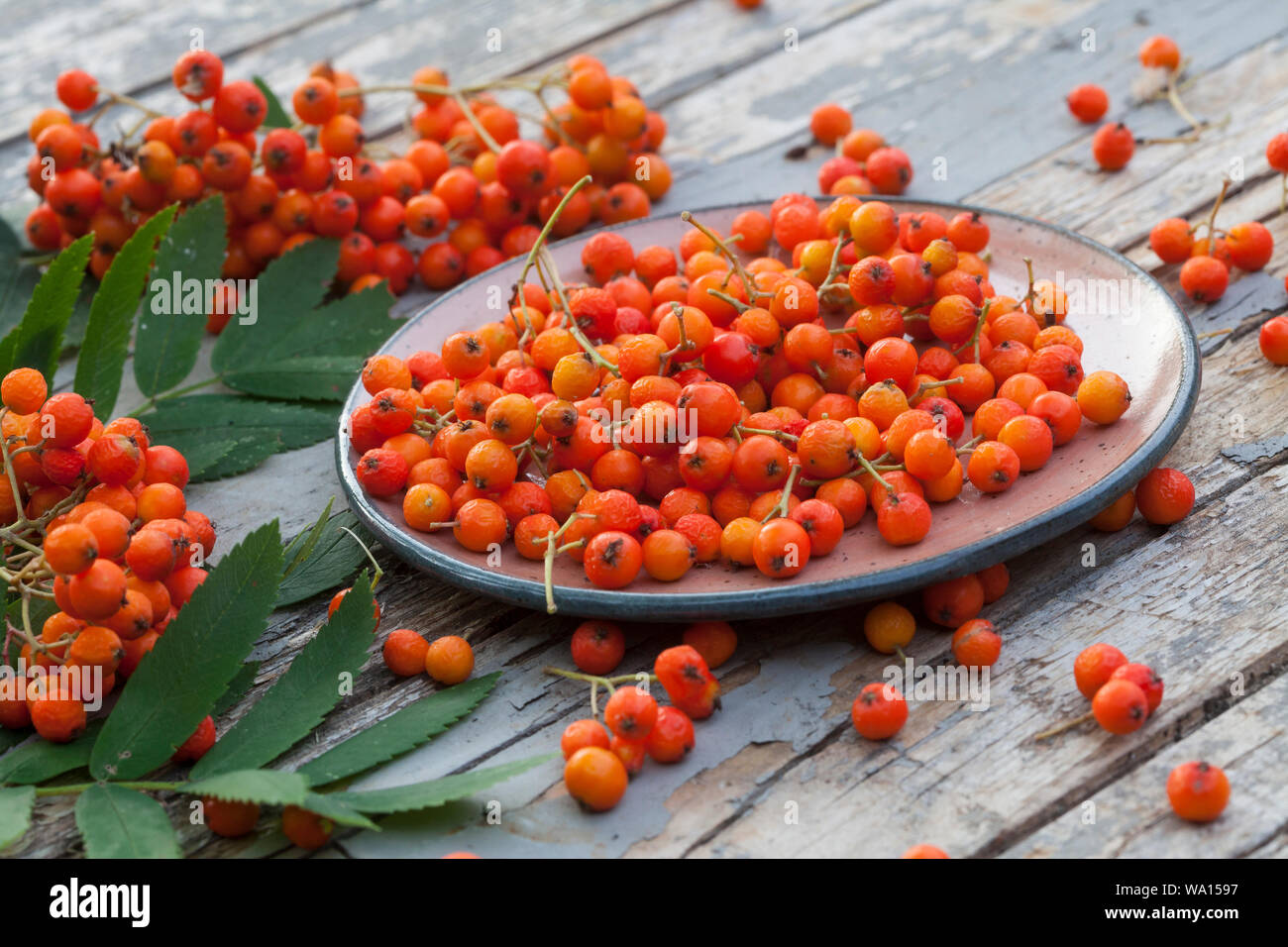Vogelbeeren, Vogelbeere, Eberesche, Vogel-Beere, Vogelbeerbaum, Frucht ...