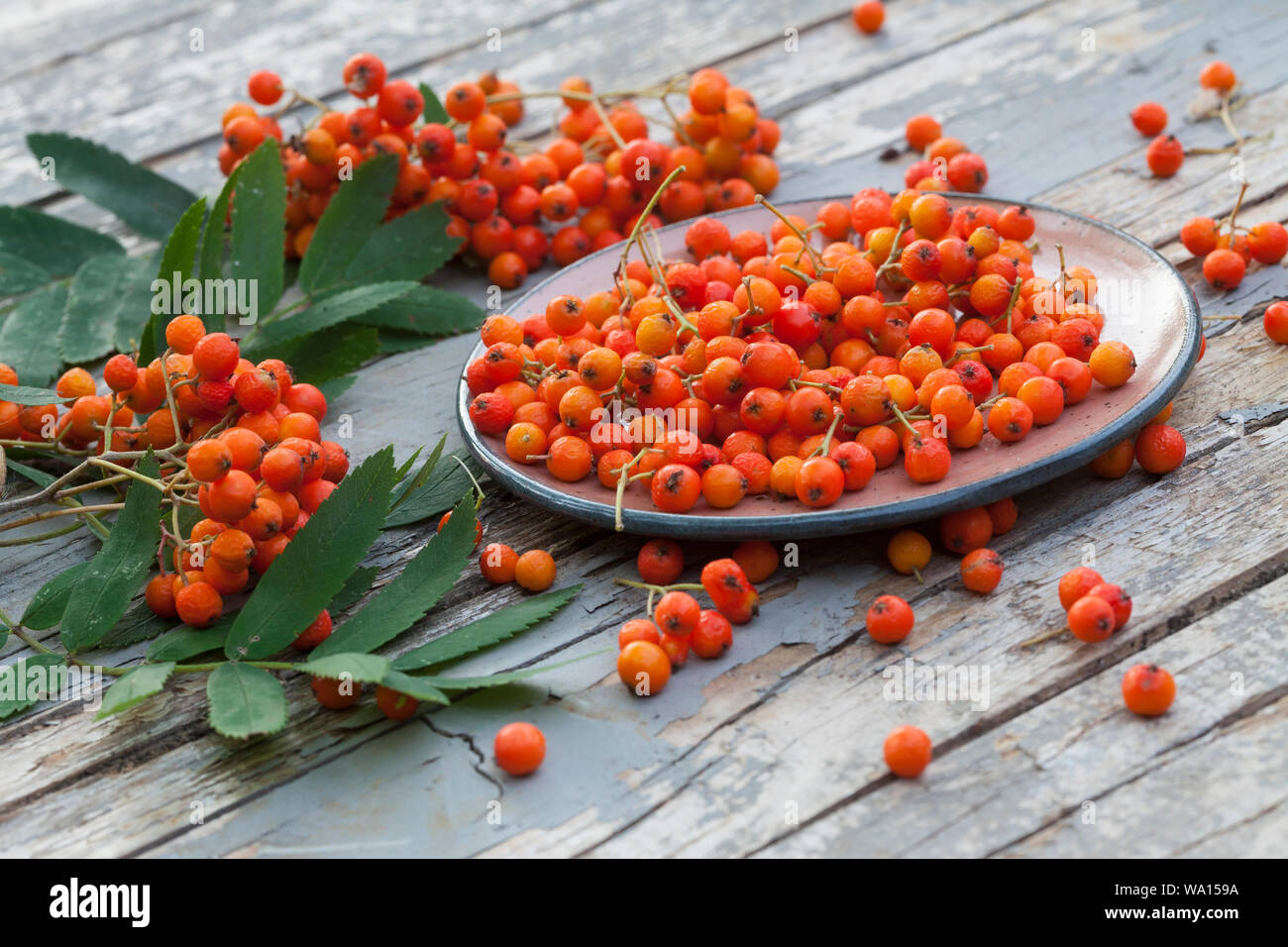 Vogelbeeren, Vogelbeere, Eberesche, Vogel-Beere, Vogelbeerbaum, Frucht ...