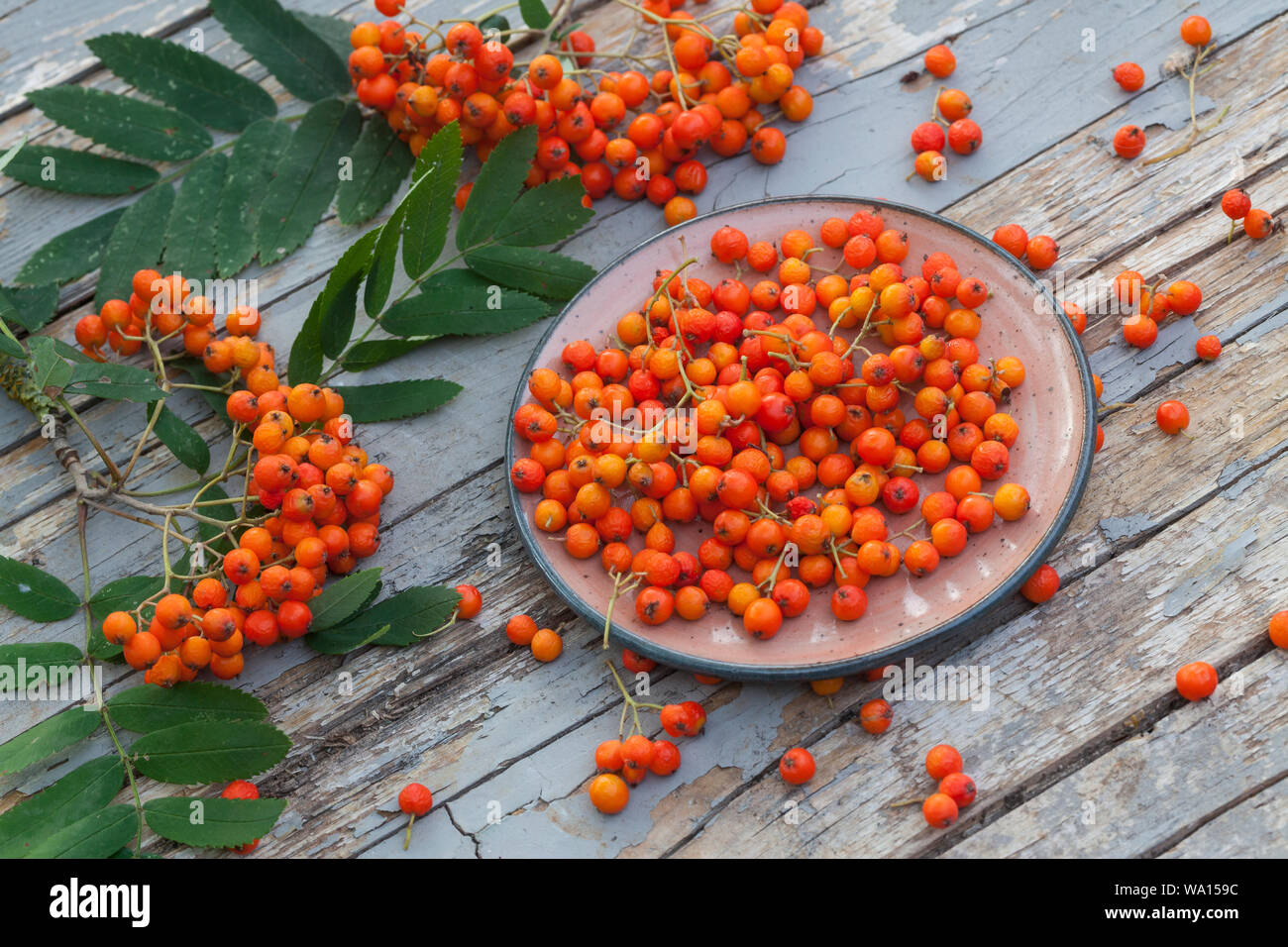 Vogelbeeren, Vogelbeere, Eberesche, Vogel-Beere, Vogelbeerbaum, Frucht ...
