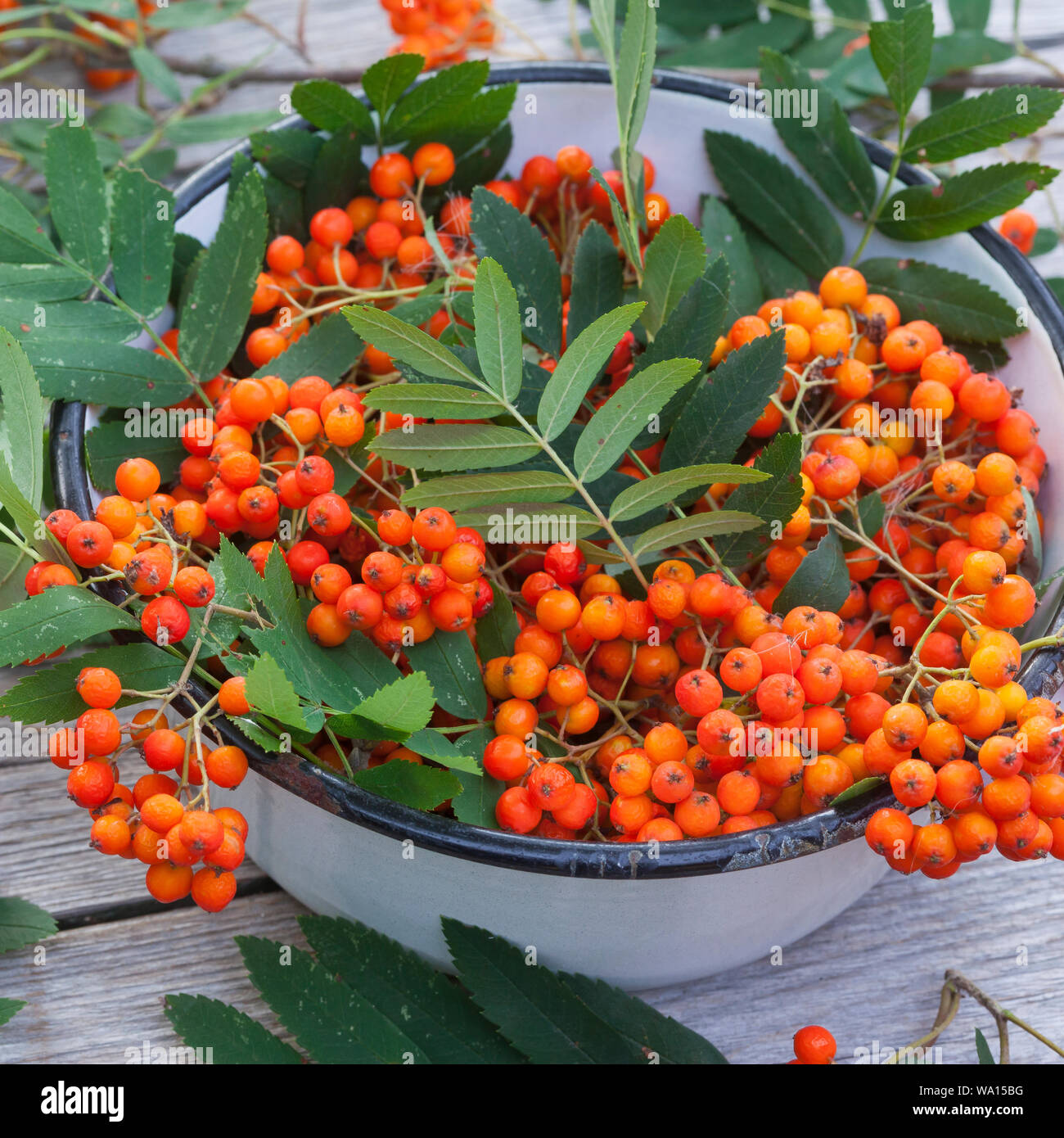 Vogel beere hi-res stock photography and images - Alamy