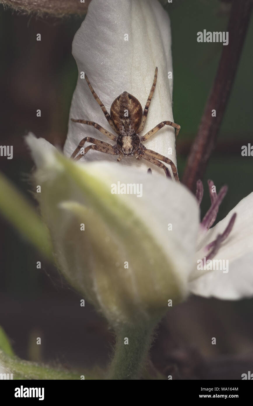 Vertical photo of nice brown spider. Spider has brown fur on body ...