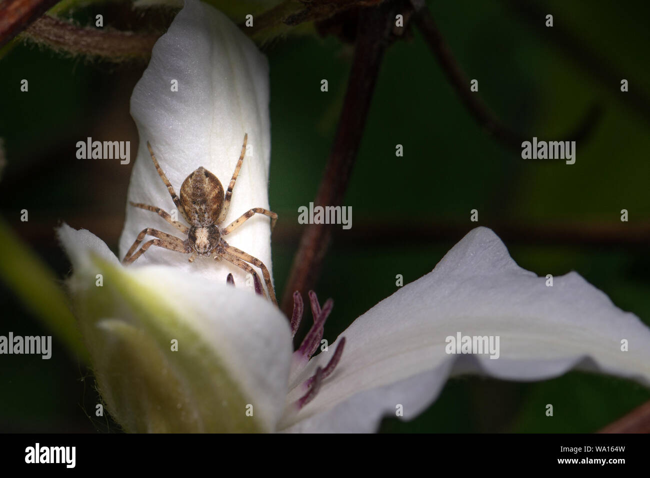 Horizontal photo of nice brown spider. Spider has brown fur on body ...