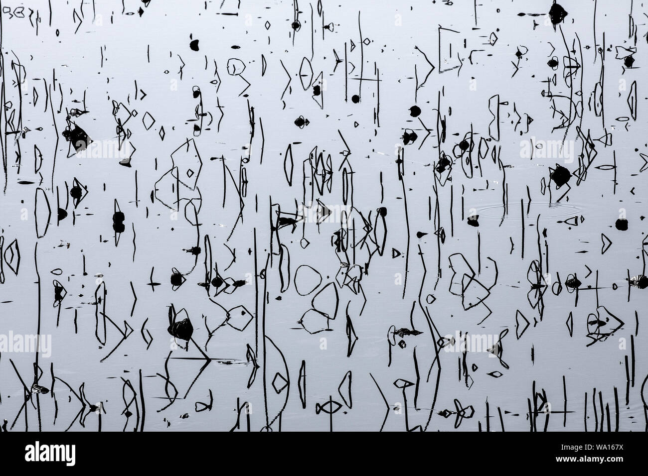 Male lotus hi-res stock photography and images - Alamy