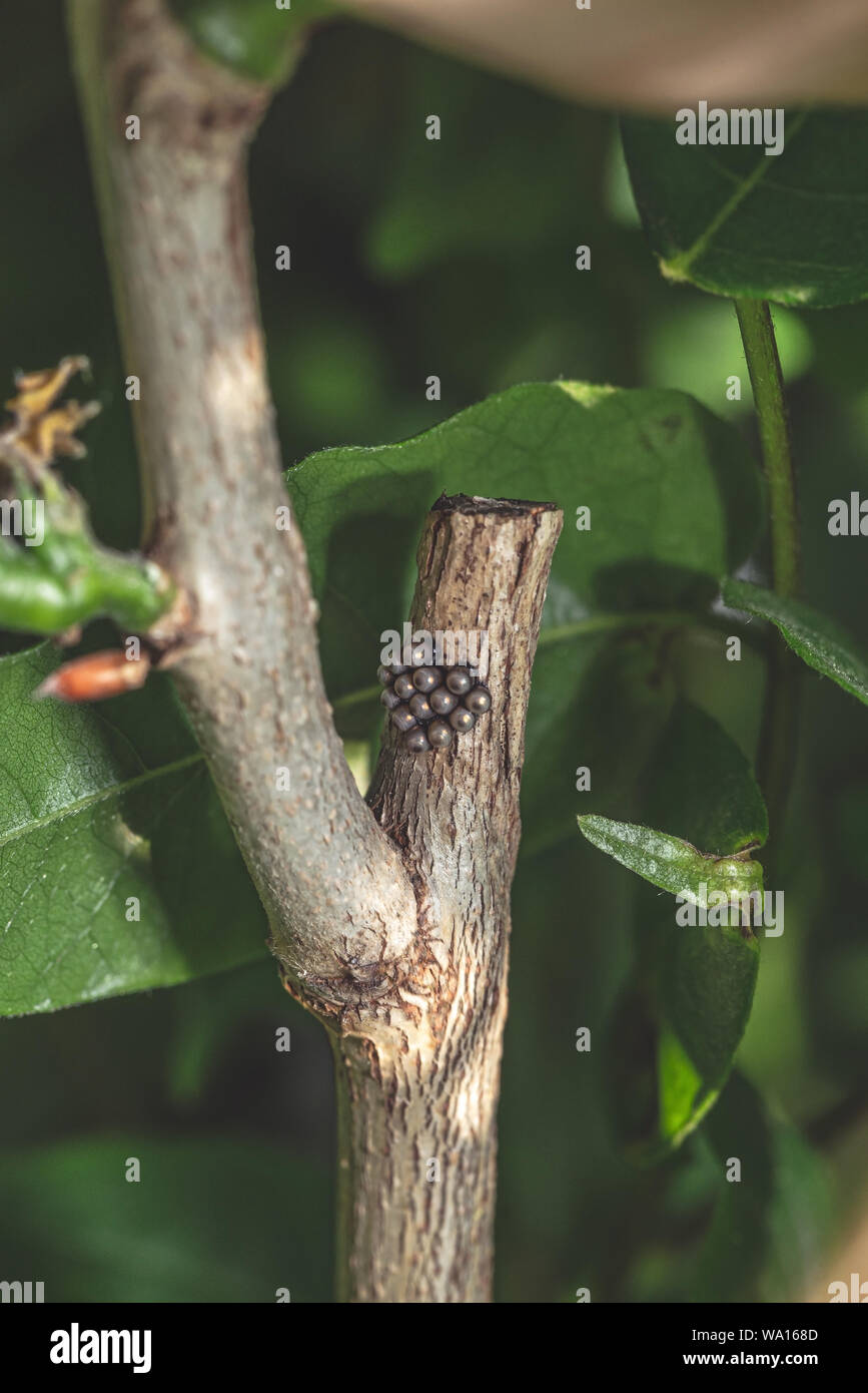 Vertical photo of few butterfly eggs. Eggs are sticked on the twig and ...