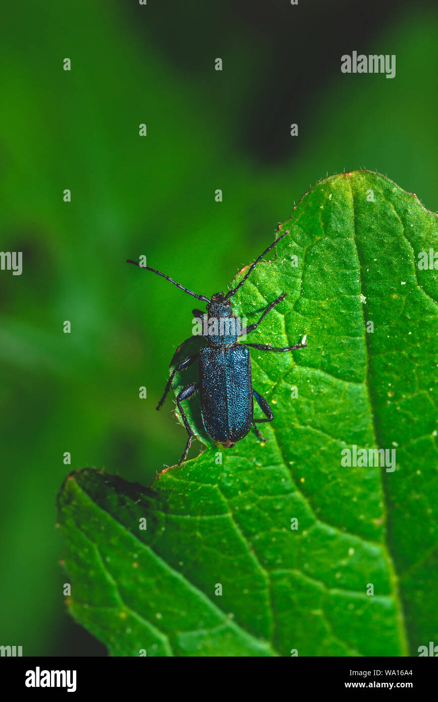 Vertical photo of nice bug. Beatle has metal blue color on whole body ...