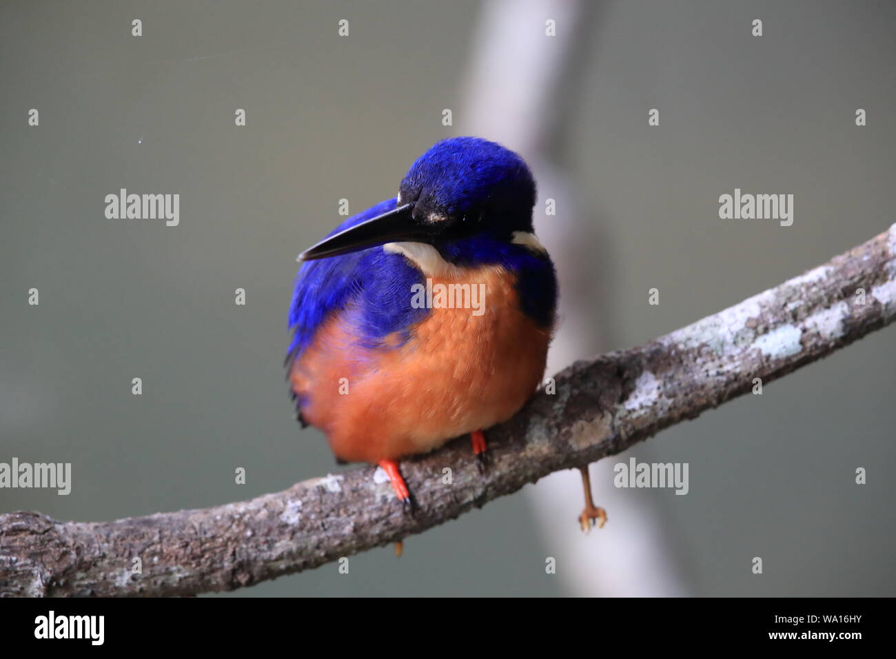 Australian Azure Kingfisher Queensland, Australia Stock Photo - Alamy