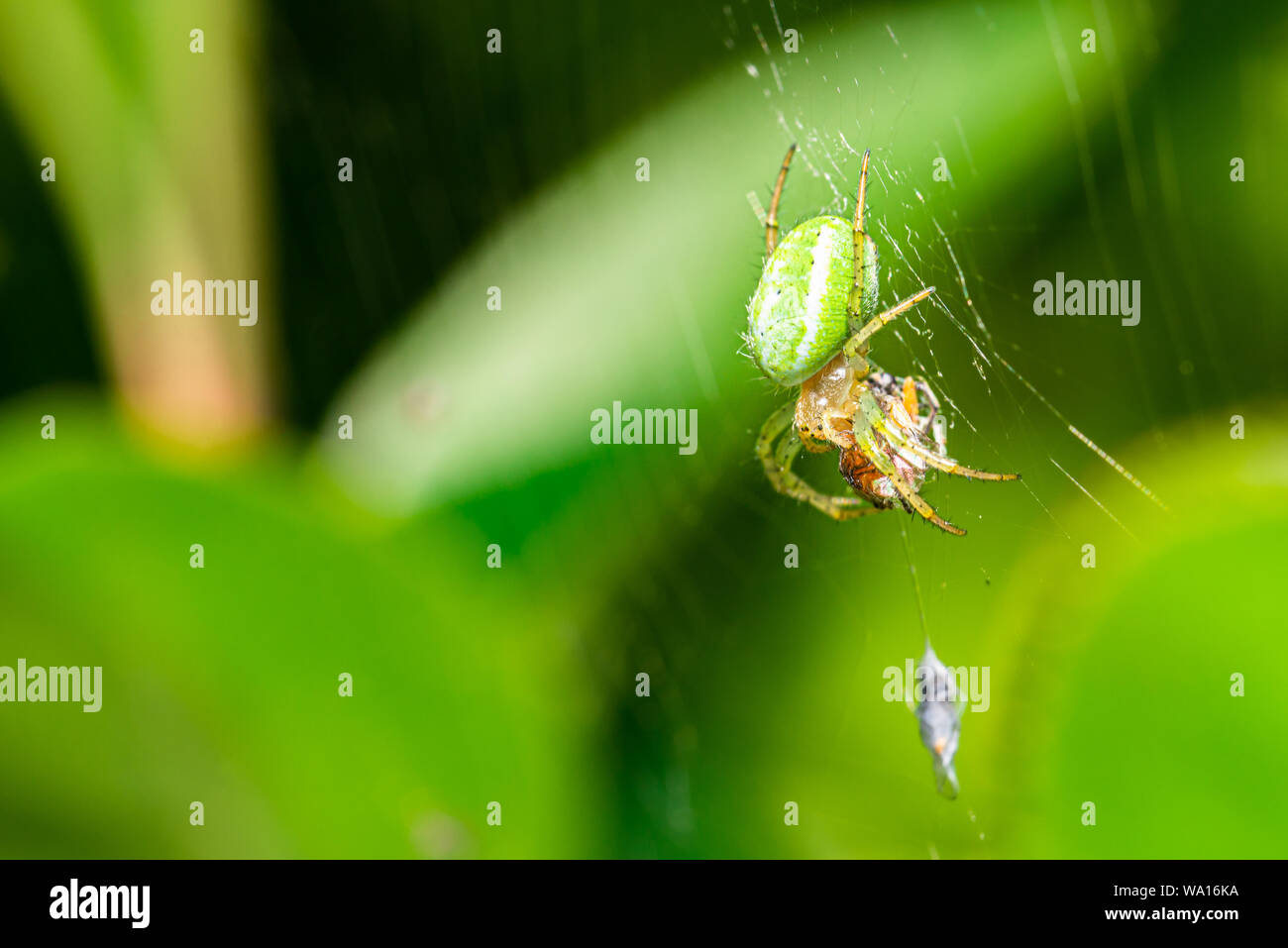Horizontal photo with nice spider who eats bug. Spider is perched on ...