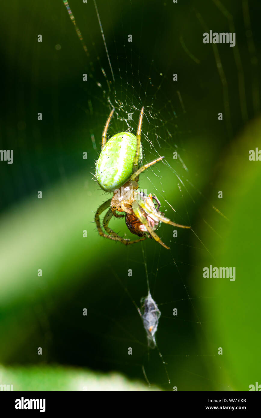 Vertical photo with nice spider who eats bug. Spider is perched on his ...