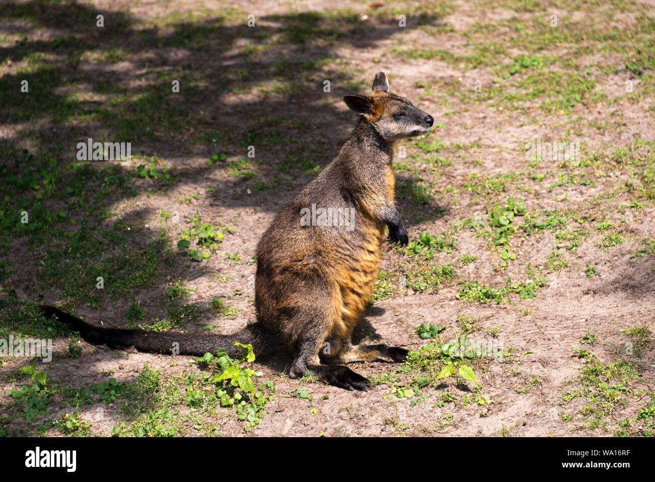 Wallabia hi-res stock photography and images - Alamy