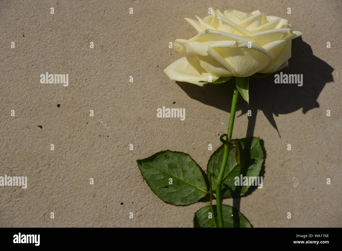 White commemorative rose hi-res stock photography and images - Alamy
