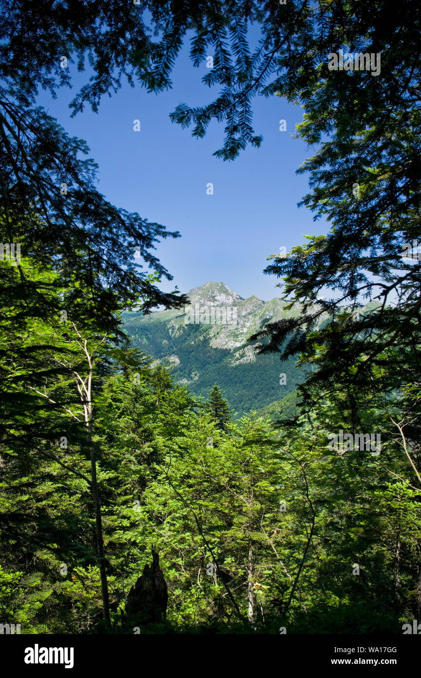 Lush trees framing hi-res stock photography and images - Alamy