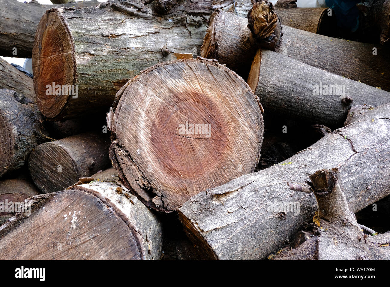 timber tree texture Stock Photo - Alamy