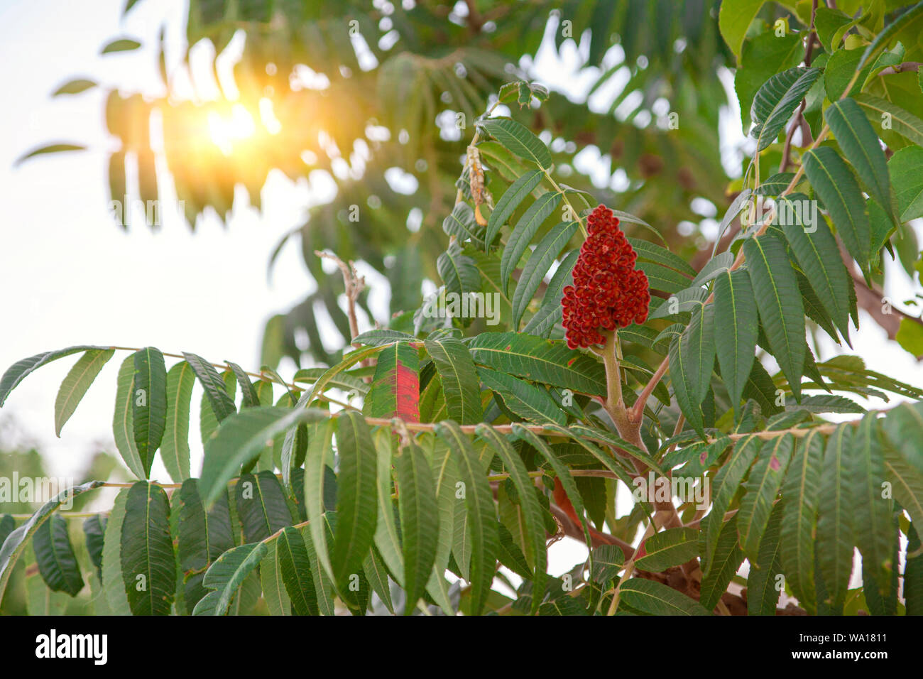 Rhus seed hi-res stock photography and images - Alamy