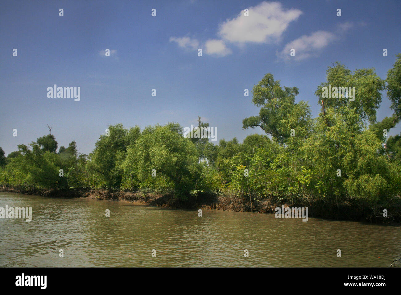 Breathing roots of Keora trees at the World largest mangrove forest ...