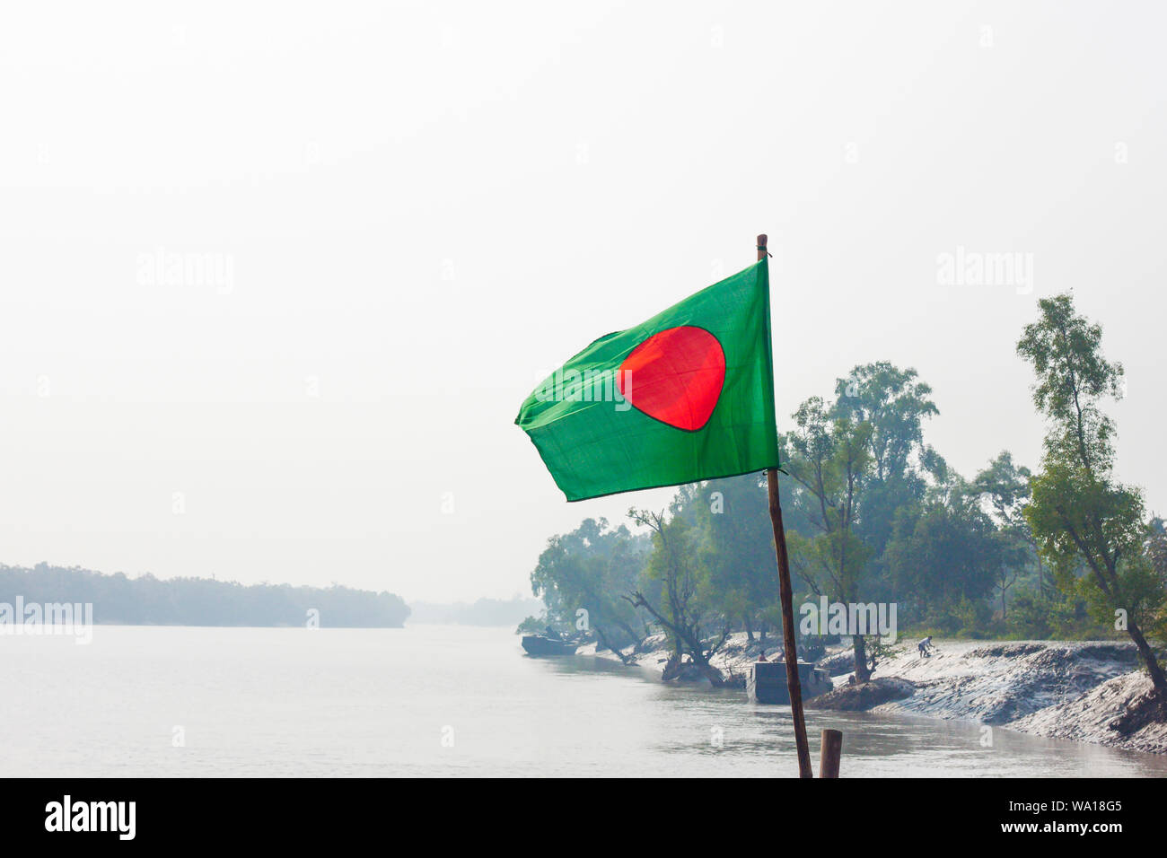 Breathing roots of Keora trees at the World largest mangrove forest ...