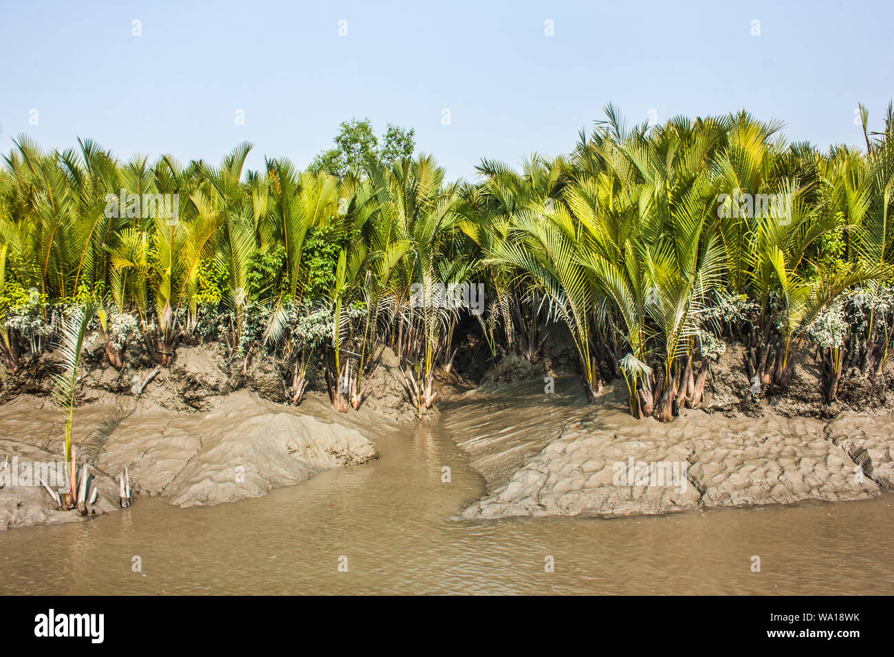 Breathing roots of Keora trees at the World largest mangrove forest ...