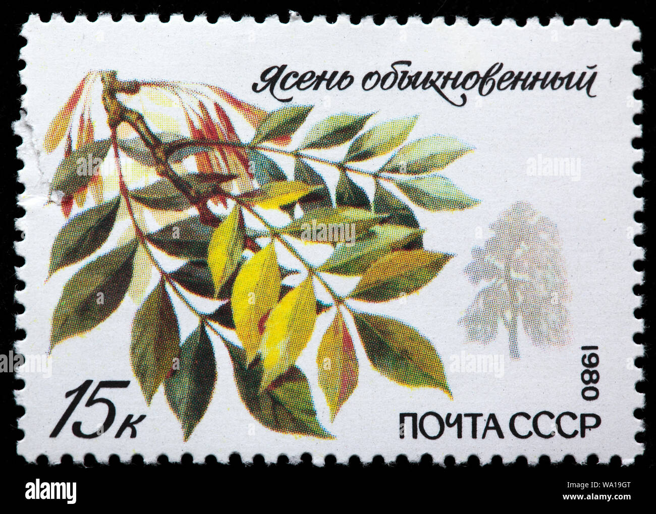 Stamp leaves hi-res stock photography and images - Alamy