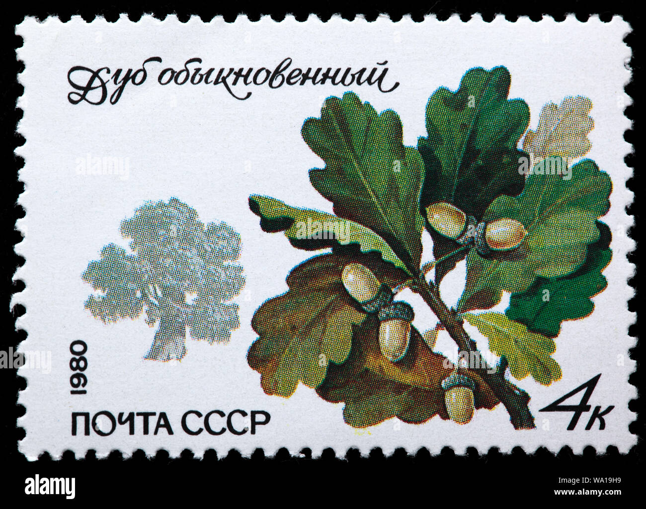 Pedunculate oak, Quercus robur, postage stamp, Russia, USSR, 1980 Stock ...