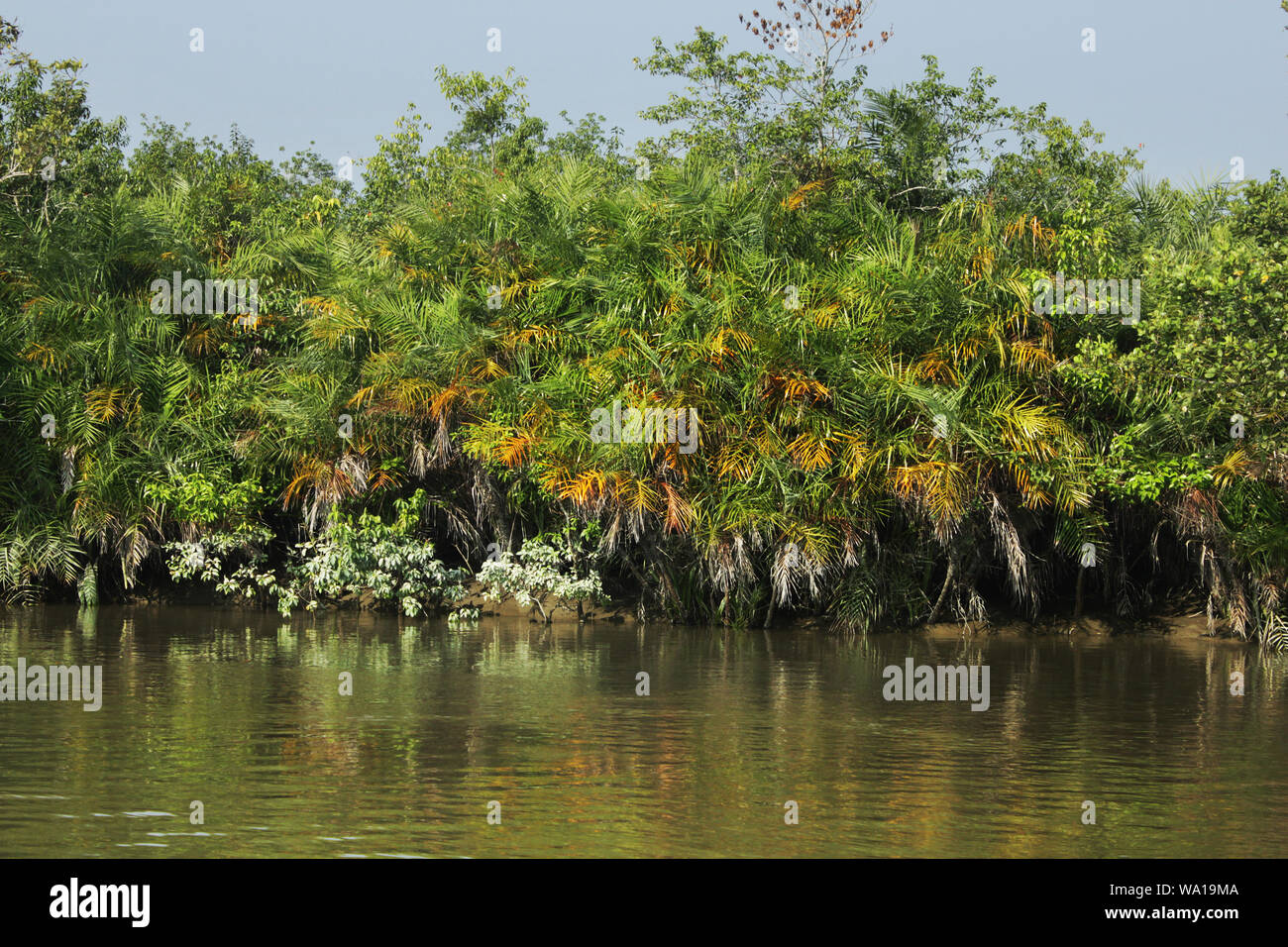 Breathing roots of Keora trees at the World largest mangrove forest ...