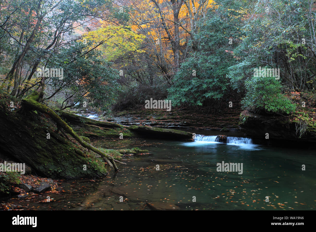 Ping forest hi-res stock photography and images - Alamy
