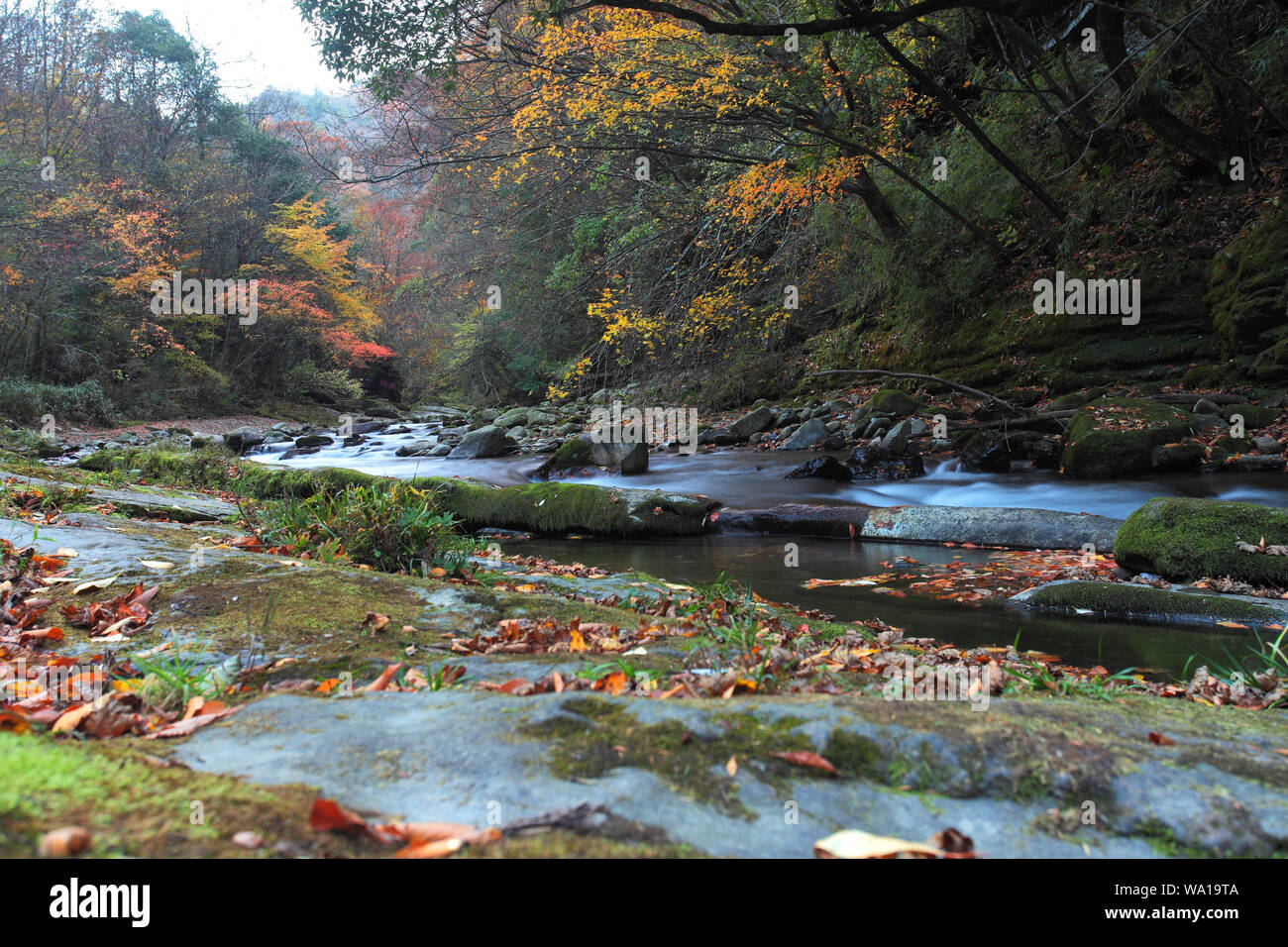 Plants li hi-res stock photography and images - Alamy