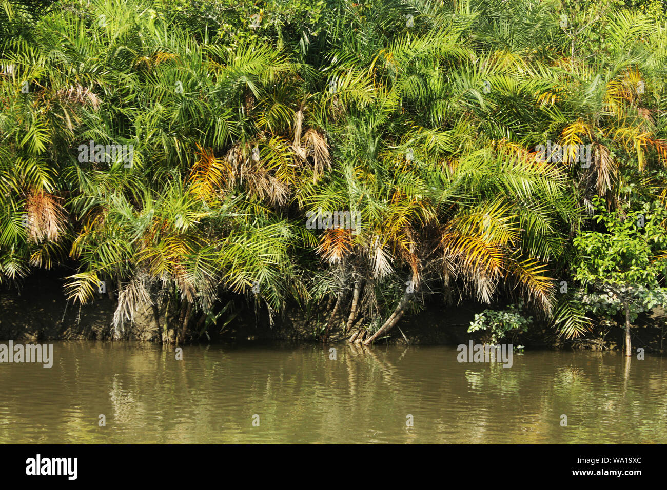 Breathing roots hi-res stock photography and images - Alamy