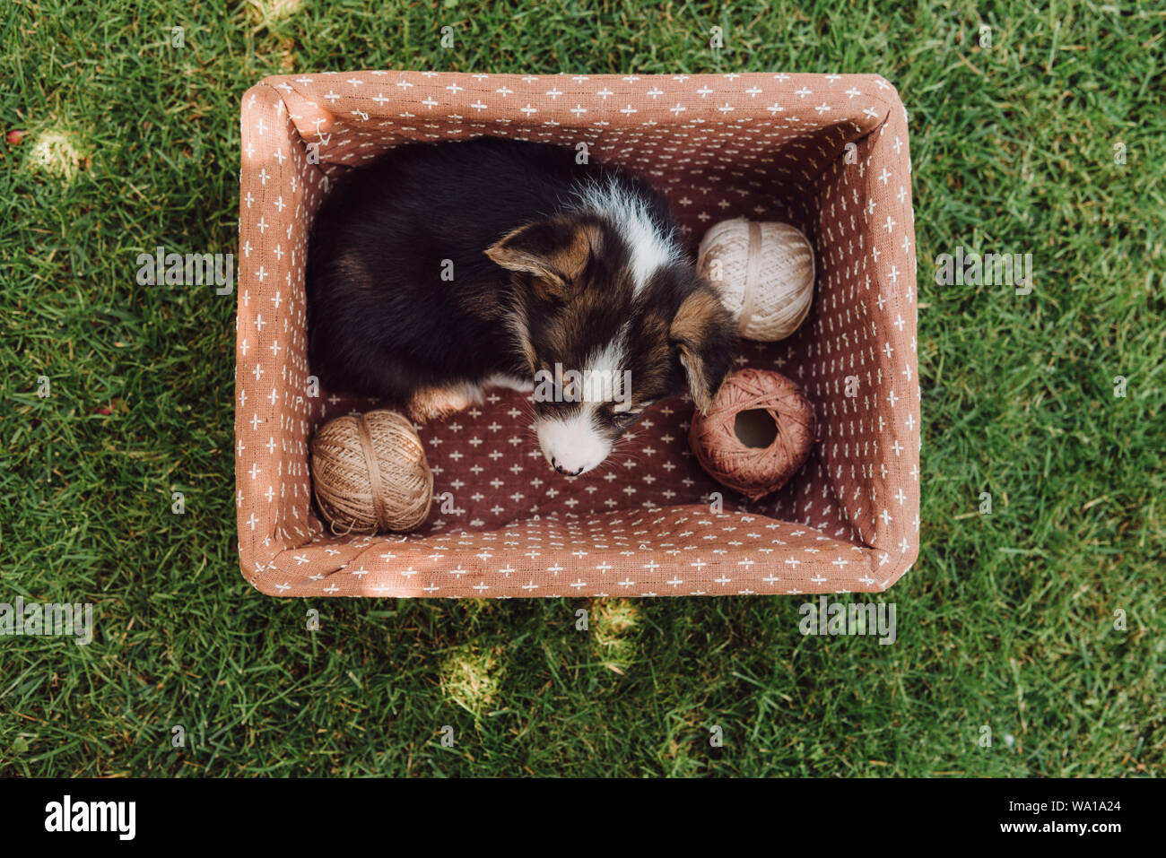 Puppy in box hi-res stock photography and images - Alamy