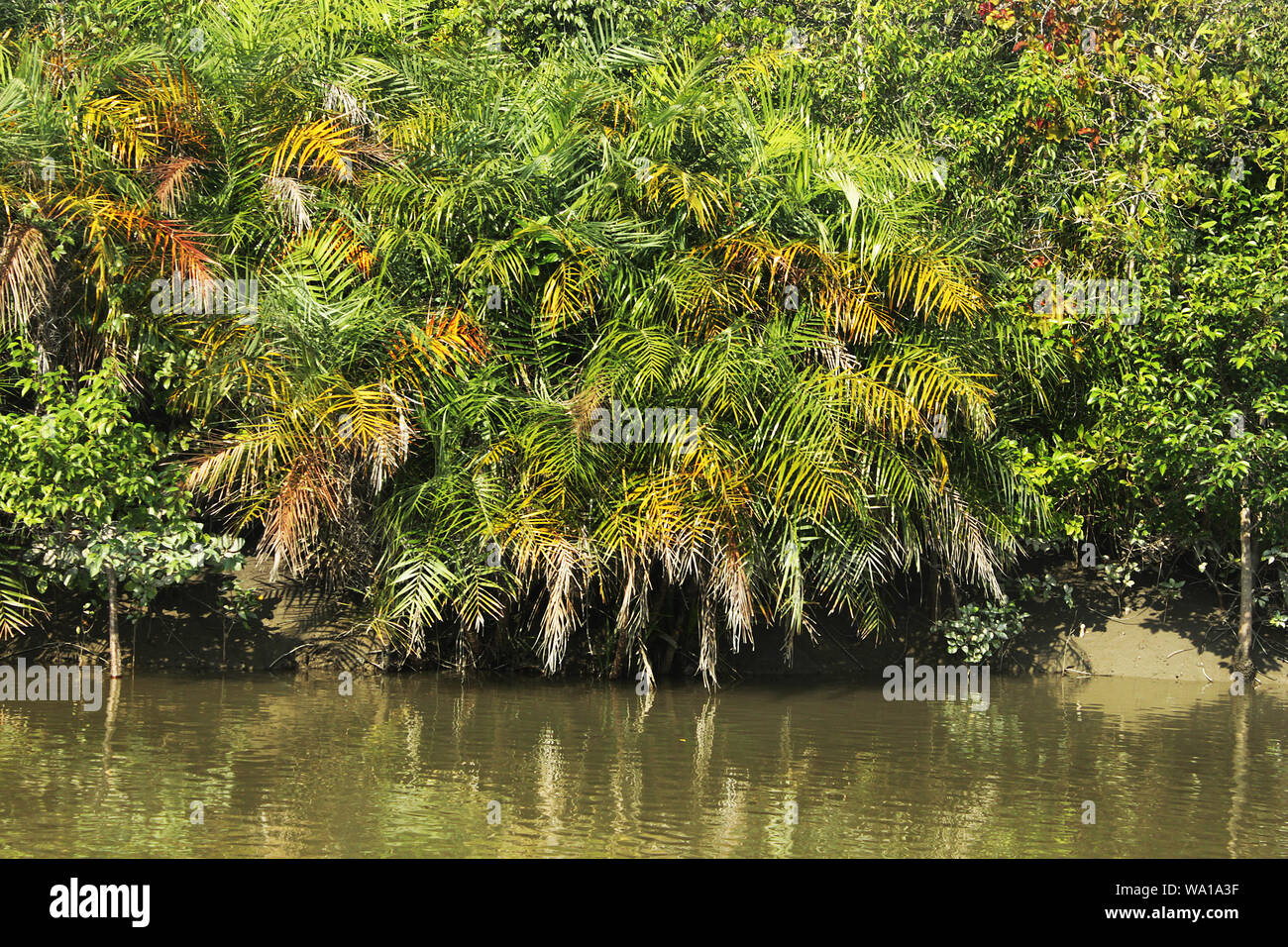 Breathing roots of Keora trees at the World largest mangrove forest ...