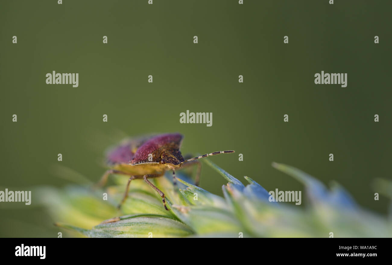 Green stink bug in nature hi-res stock photography and images - Alamy