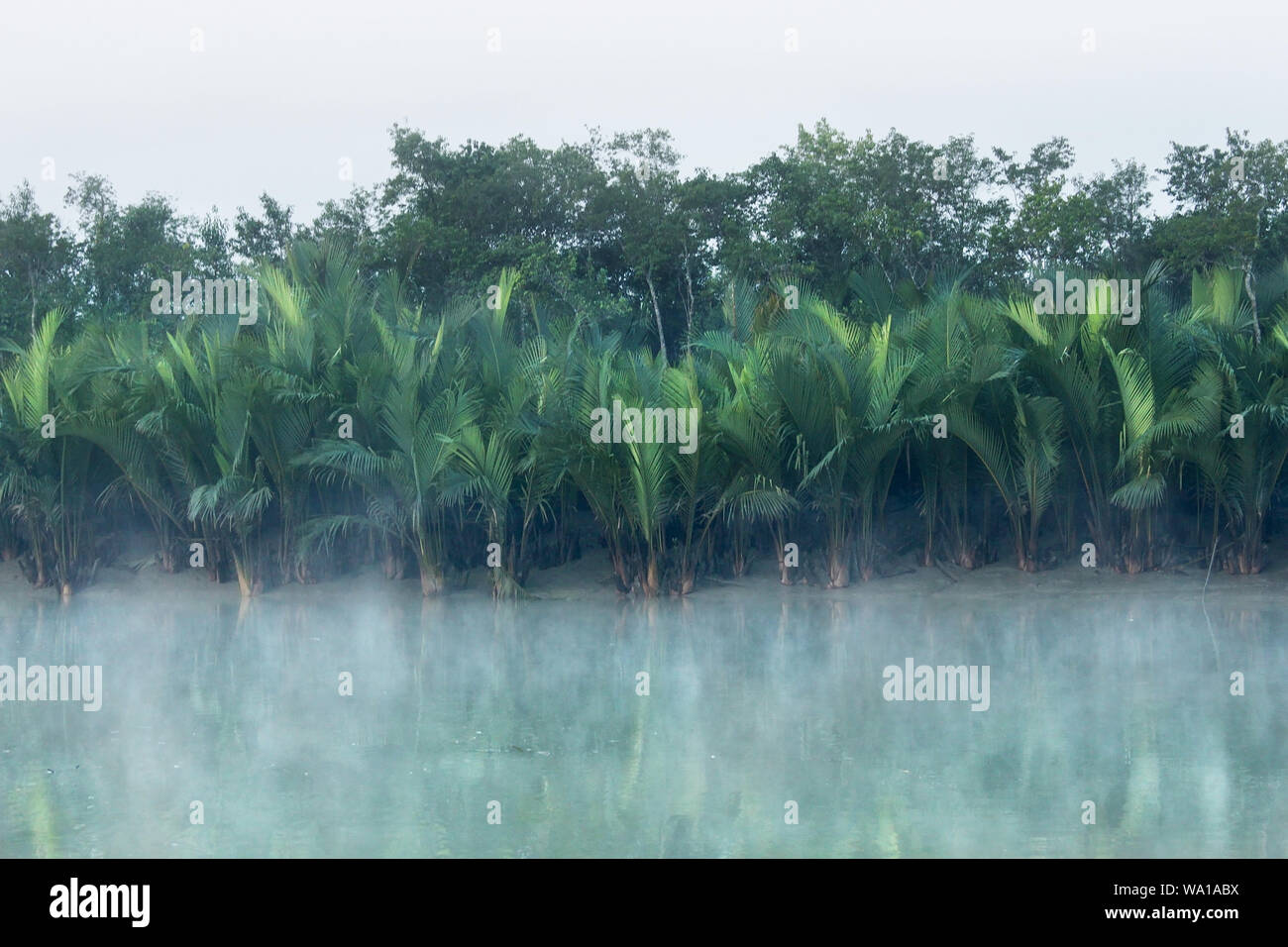 Breathing roots of Keora trees at the World largest mangrove forest ...