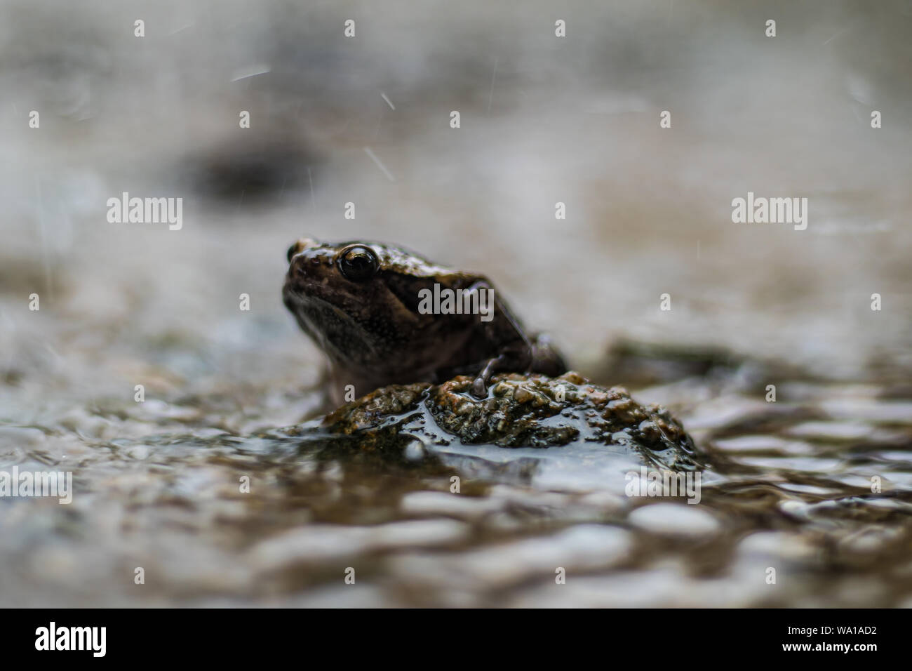 Sad frog sits under heavy tropical rain Stock Photo - Alamy