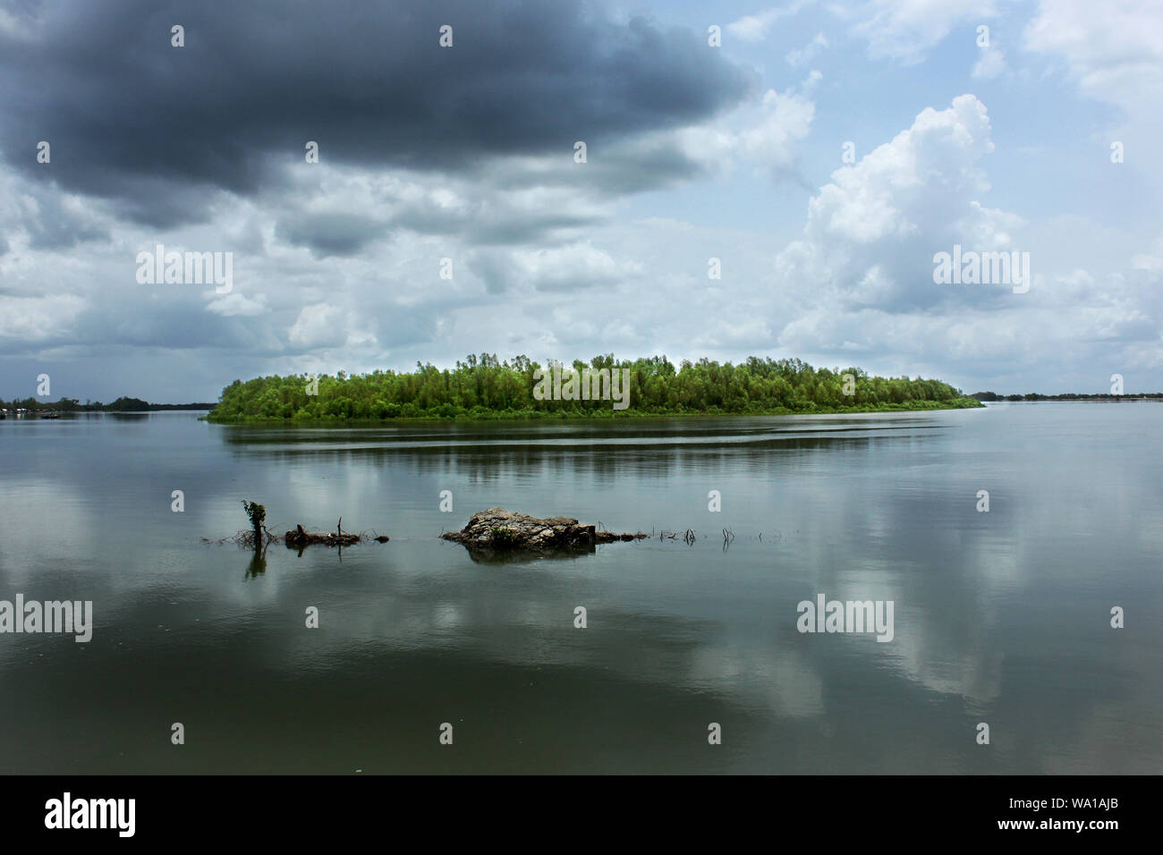 Breathing roots of Keora trees at the World largest mangrove forest ...
