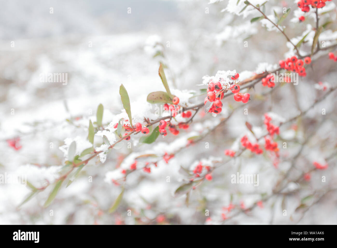 Red bean tree Stock Photo - Alamy