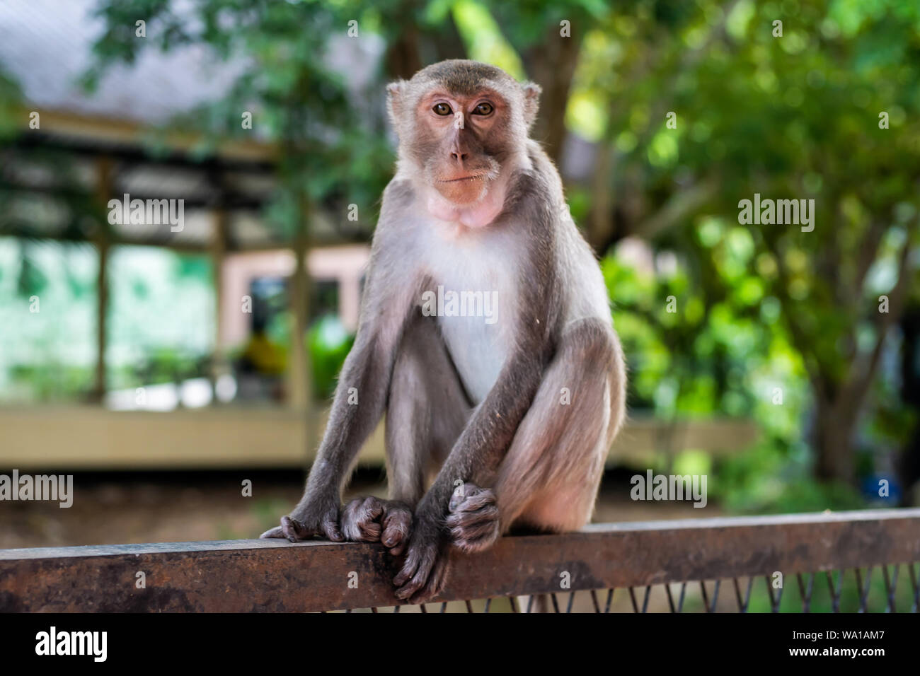 a pensive lonely monkey sits on a fence in the shade of a tree. The ...