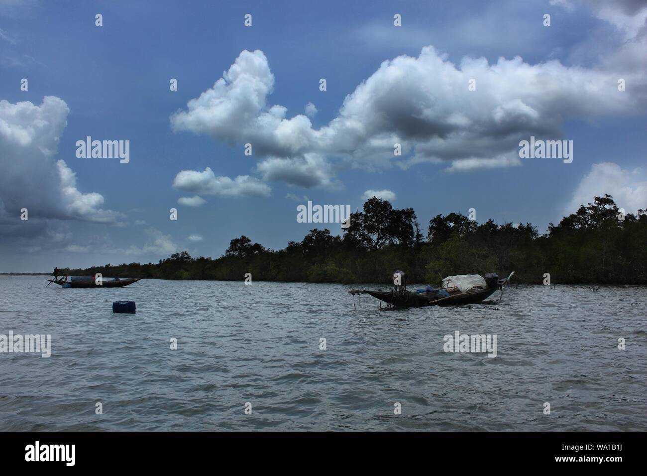 Breathing roots of Keora trees at the World largest mangrove forest ...