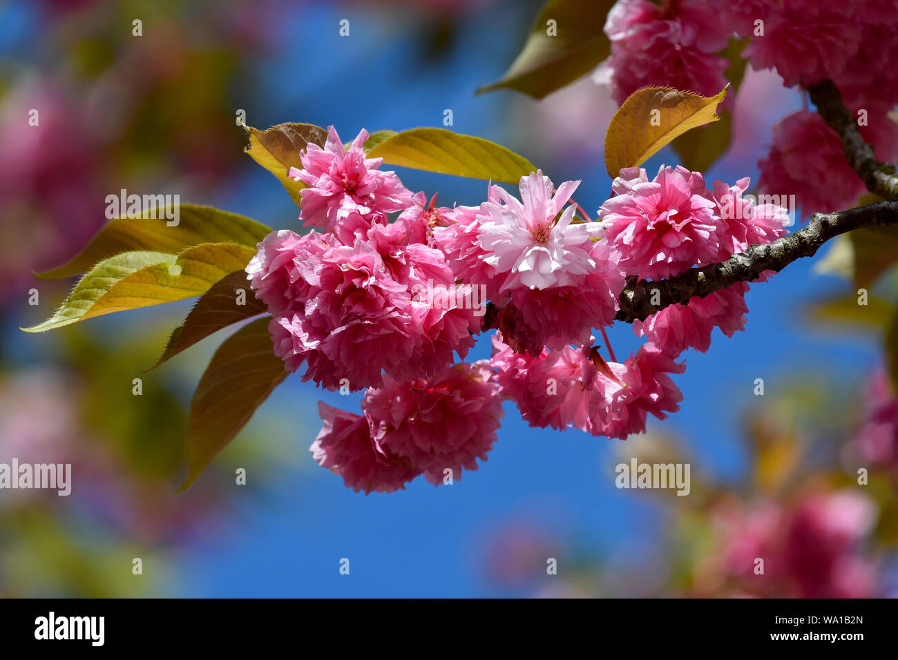 Blooming cherry blossoms in pink hi-res stock photography and images ...