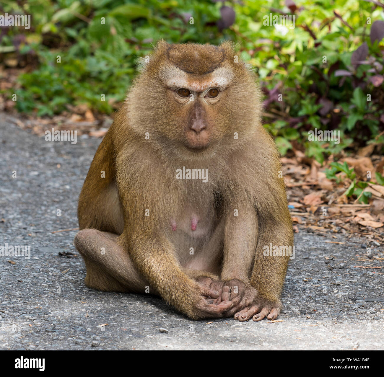 Macague hi-res stock photography and images - Alamy