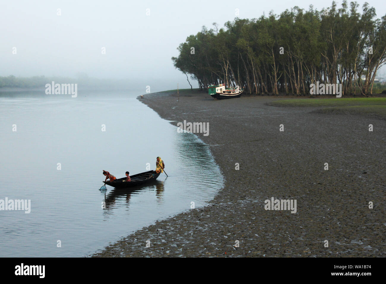 Breathing roots of Keora trees at the World largest mangrove forest ...