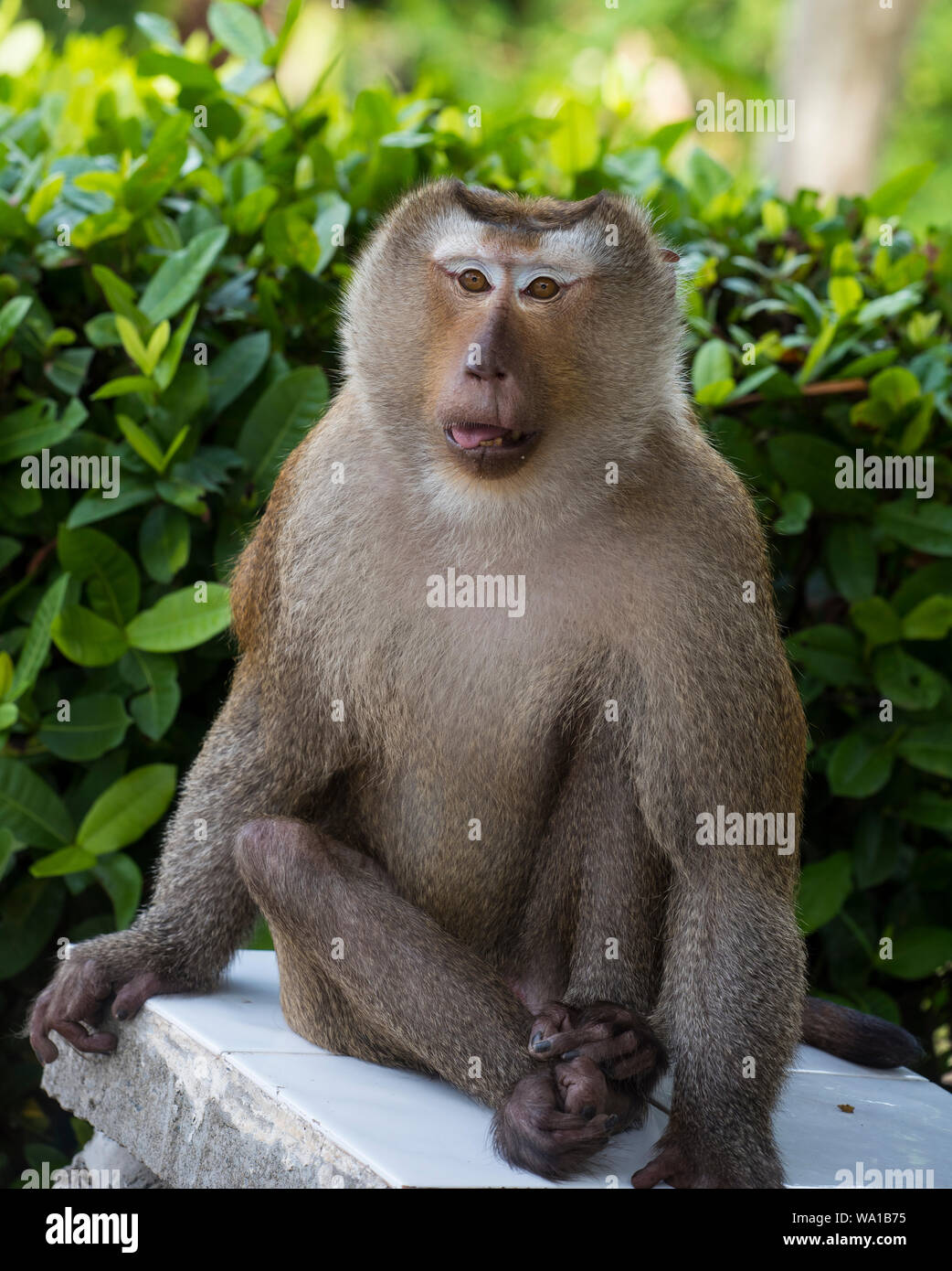 Sunda pig tailed macaque hi-res stock photography and images - Alamy